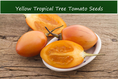 Tropical Seeds-Yellow Tropical Tree Tomato -10 Seeds - Solanum Betacea ...