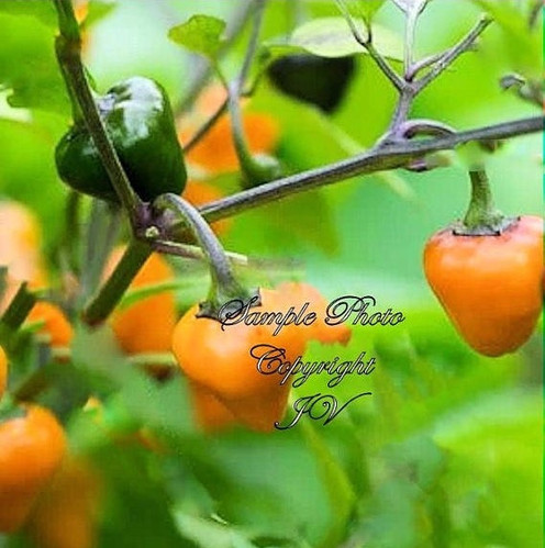 Golden Nugget Pepper 20 Seeds | seeds