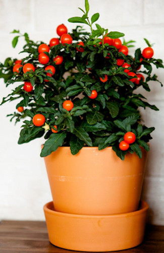 10 Seeds Tiny Tim Tomato - Mini heirloom | Serendipity Seeds