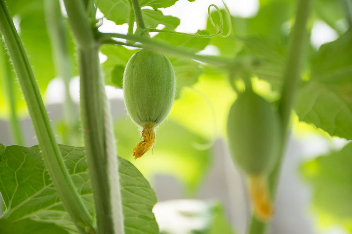 Cucumis melo agrestis var conomon 5 Rare Seeds | Rare Quality Seeds