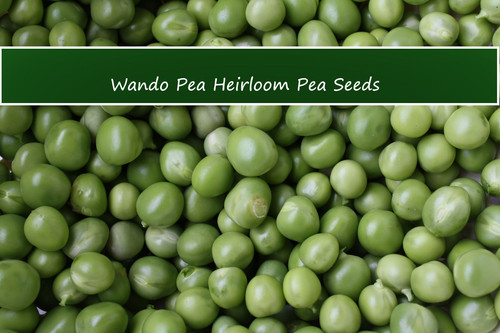 Vegetable Seeds- Wando Sweet Shelling Pea-100 Heirloom Seeds- All ...