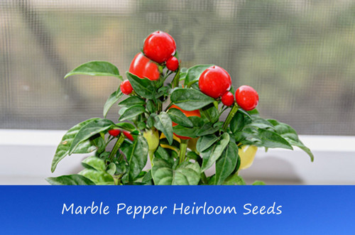 Vegetable Seeds - Marble Pepper -10 Heirloom Seeds - Round Rainbow ...