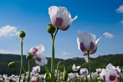 100+ premium seeds- Blue Moon Poppy -Attracts Butterflies | Serendipity ...