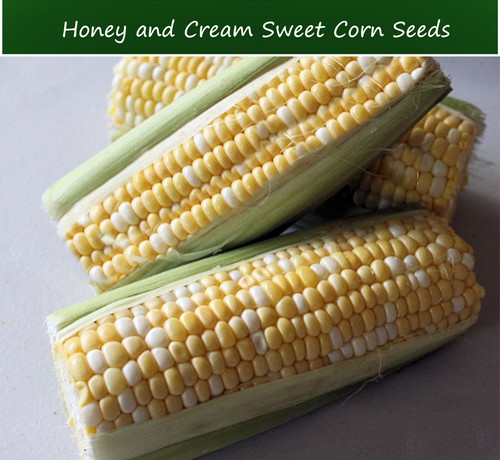 Vegetable Seeds -Honey & Cream Bi Color Super Sweet Corn 20 Heirloom ...