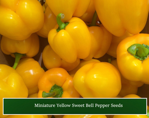 Pepper Seeds - Miniature Sweet Golden Bell Pepper 20 Seeds ...
