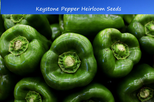 Pepper Seeds -Keystone Resistant Giant 20 Seed Pack | Serendipity Seeds