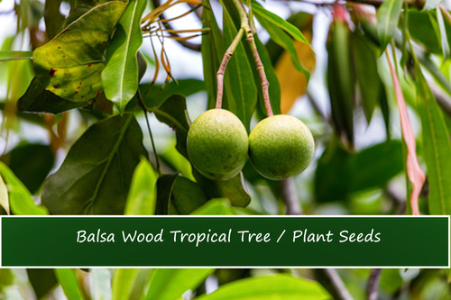 Tropical Seeds-Balsa Wood Tree- 20 seeds -Ochroma lagopus | Serendipity ...