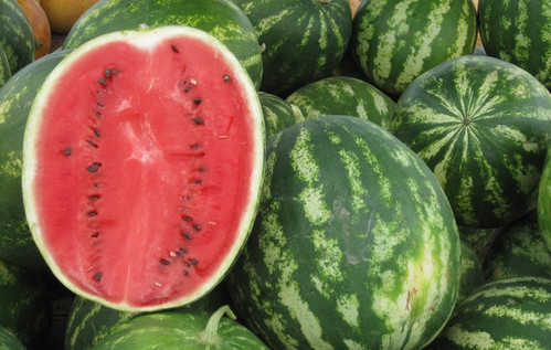 Florida Giant Watermelon - 20 Seeds! Giant fruits! Heirloom ...