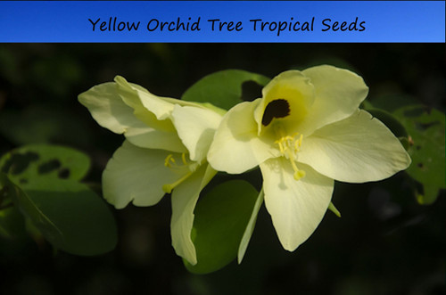 Tropical Seeds - - Yellow Orchid Tree -5 Heirloom Seeds -Bauhinia ...