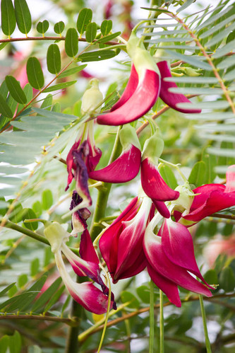 Red Sesbania grandiflora Hummingbird Tree 10 Seeds | Serendipity Seeds