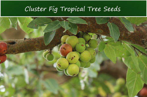 Tropical Fig Tree Seeds - Cluster Fig -20 Seeds | Serendipity Seeds