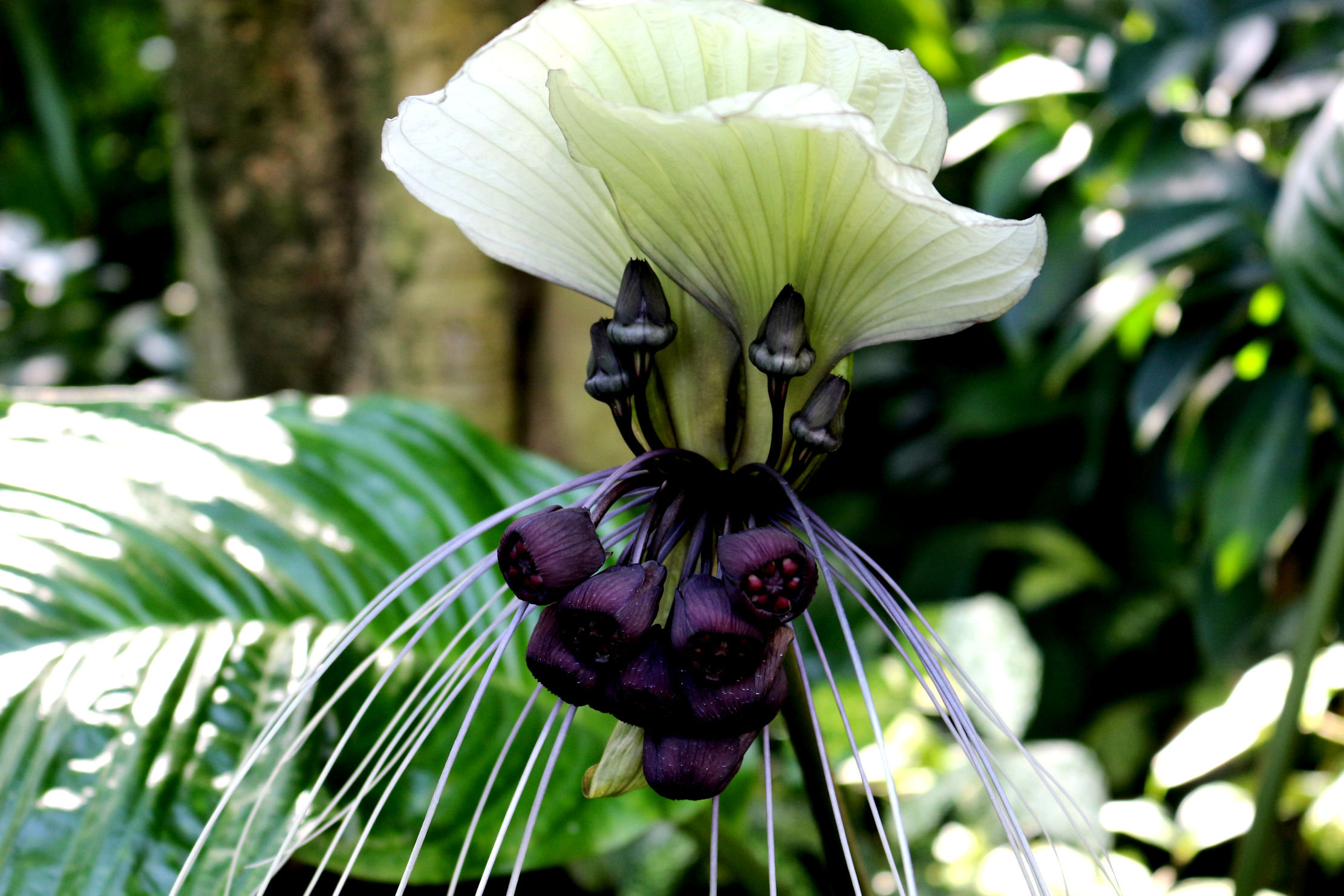 Green Tacca integrifolia RARE Green Bat Flower 5 seeds | Rare Quality Seeds