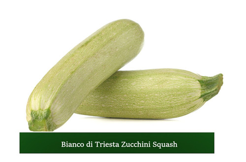 Bianco di Trieste Summer White Zucchini Squash 20 Seeds -Heirloom ...