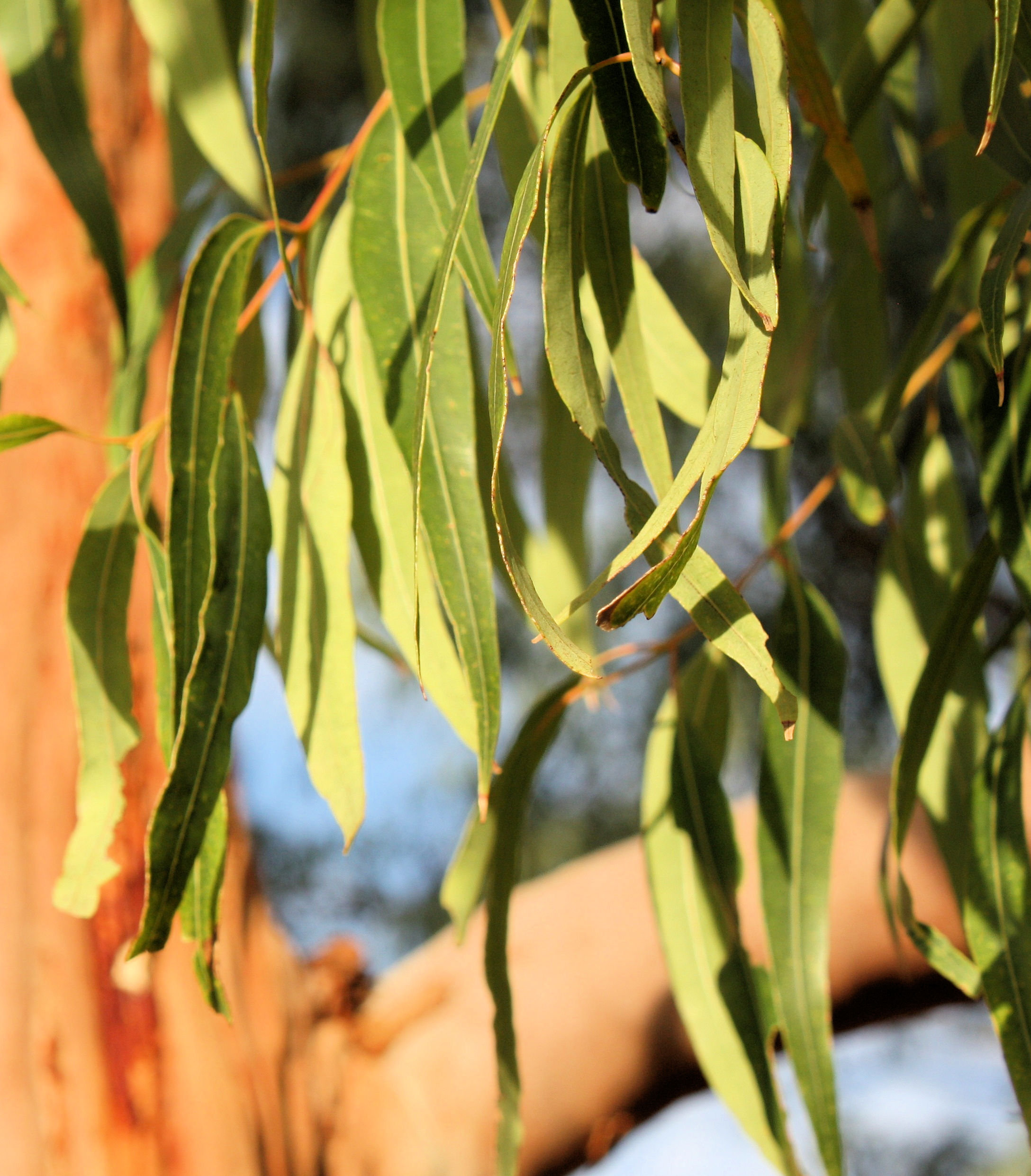 Eucalyptus citriodora Tropical Tree seeds | seeds