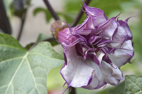 Double Purple Angels Trumpet - Old Time Favorite Datura Metel - 20 ...