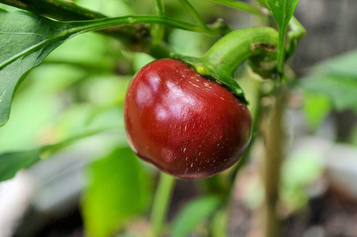 Sweet Cherry Pepper Vegetable Seeds | Rare Quality Seeds