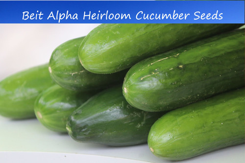 Vegetable Seeds -Beit Alpha Cucumber- 20 Heirloom seeds | Serendipity Seeds