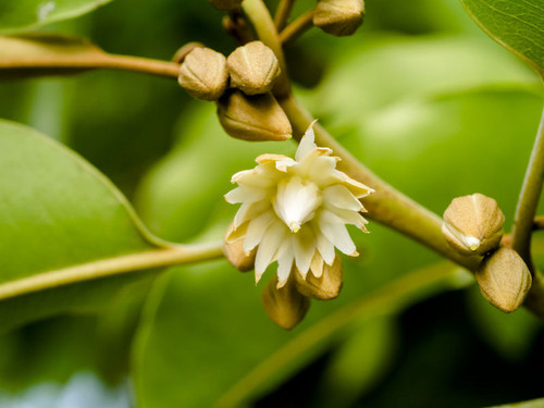 Manilkara hexandra Rare Mimusops Tree 5 Seeds | Serendipity Seeds