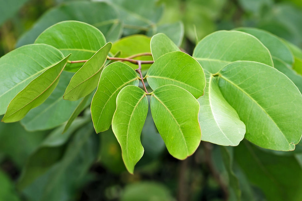 Tropical Seeds- Serendipity Seeds 4/6