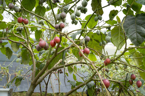 Red Tropical Tree Tomato- 20 Seeds -- Ornamental Fruit- Sol ...