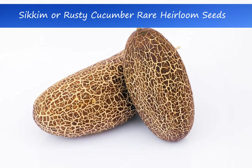 Heirloom Vegetable Seeds - Sikkim Cucumber- 20 Seeds -Cucumis sativus ...