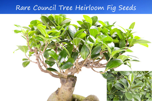Tropical Seeds-Council Tree- Rare Fig Tree -20 Seeds Ficus altissima ...