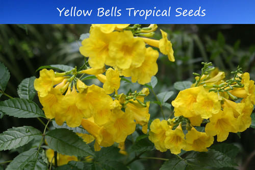 Tropical Seeds - Yellow Bells 20 Heirloom Seeds Tecoma stans ...