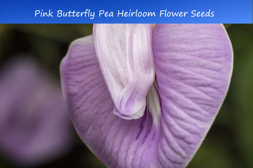 Tropical Seeds- Pink Butterfly Pea- 10 Heirloom Seeds | Serendipity Seeds