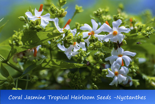 5 Coral Jasmine Seeds- Nyctanthes arbor tristis | Serendipity Seeds