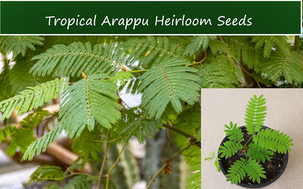 Tropical Seeds -Arappu -10 Seeds - Multi-use Plant-Albizia amara ...