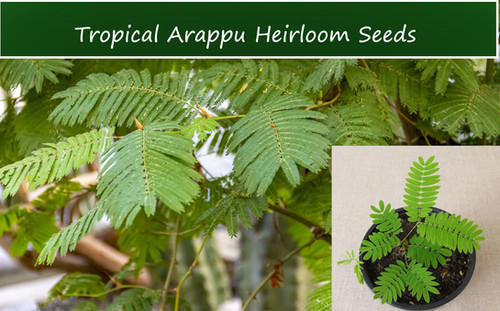 Tropical Seeds -Arappu -10 Seeds - Multi-use Plant-Albizia amara ...