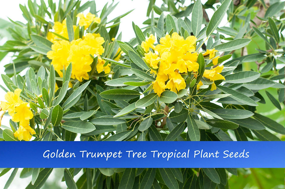 Tropical Seeds -Golden trumpet Tree -10 Seeds-Ornamental Tropical ...