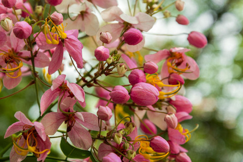 Cassia javanica subsp. nodosa Pink Rose Tree Seeds | Serendipity Seeds