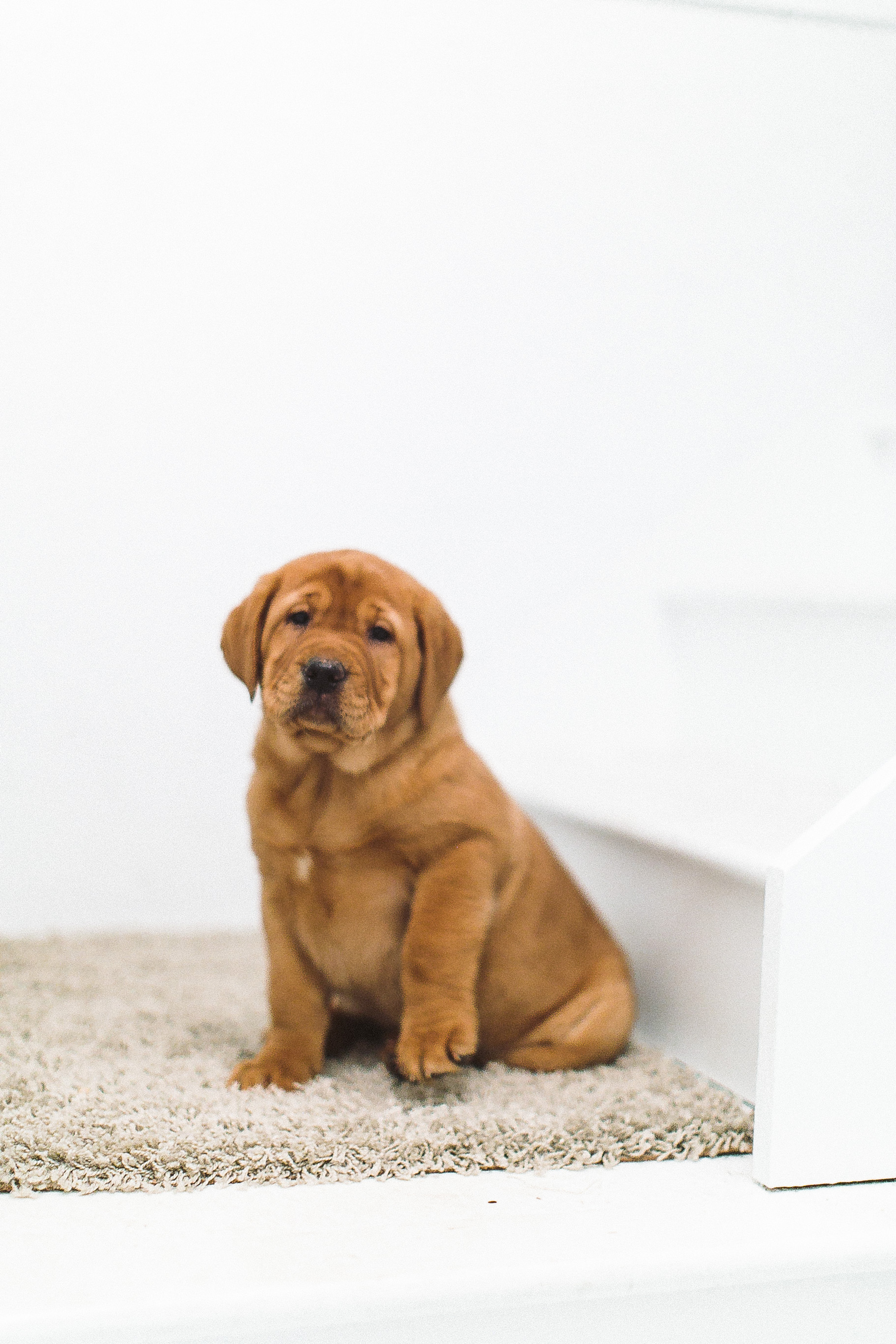 Fox Red Puppies | Evergreen English Labradors | United States