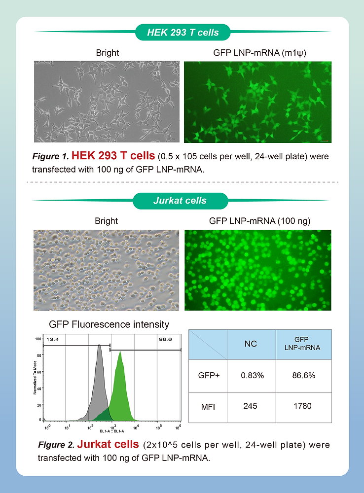 The highest-efficiency gene expression?