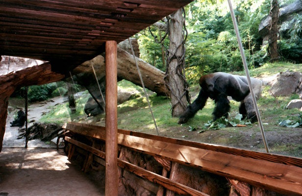 CONGO GORILLA FOREST EXHIBIT