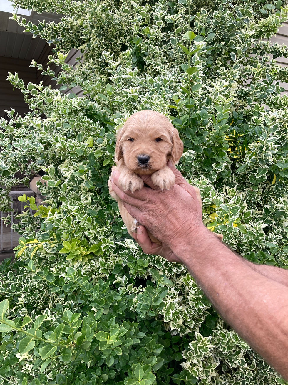 F1b Miniature Golden Cavapoo Litter | Riverside Goldendoodles ...