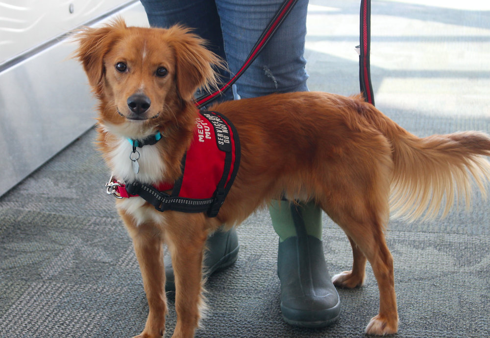 How to Get a Service Dog