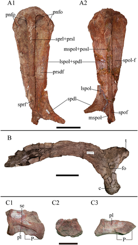 Sidersaura