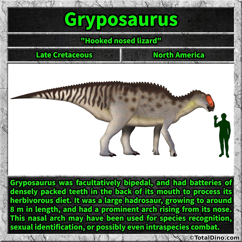 gryposaurus