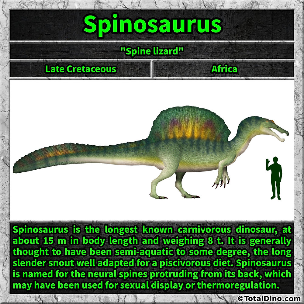 spinosaurus size chart
