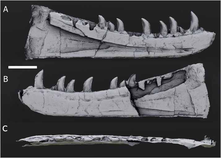 Newtonsaurus