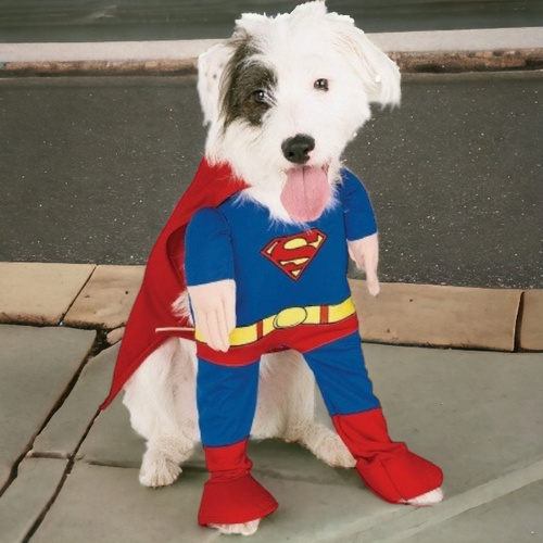 Superman Dog Costume | Gotham Collectables