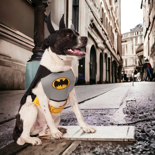 Batman Dog Costume | Gotham Collectables