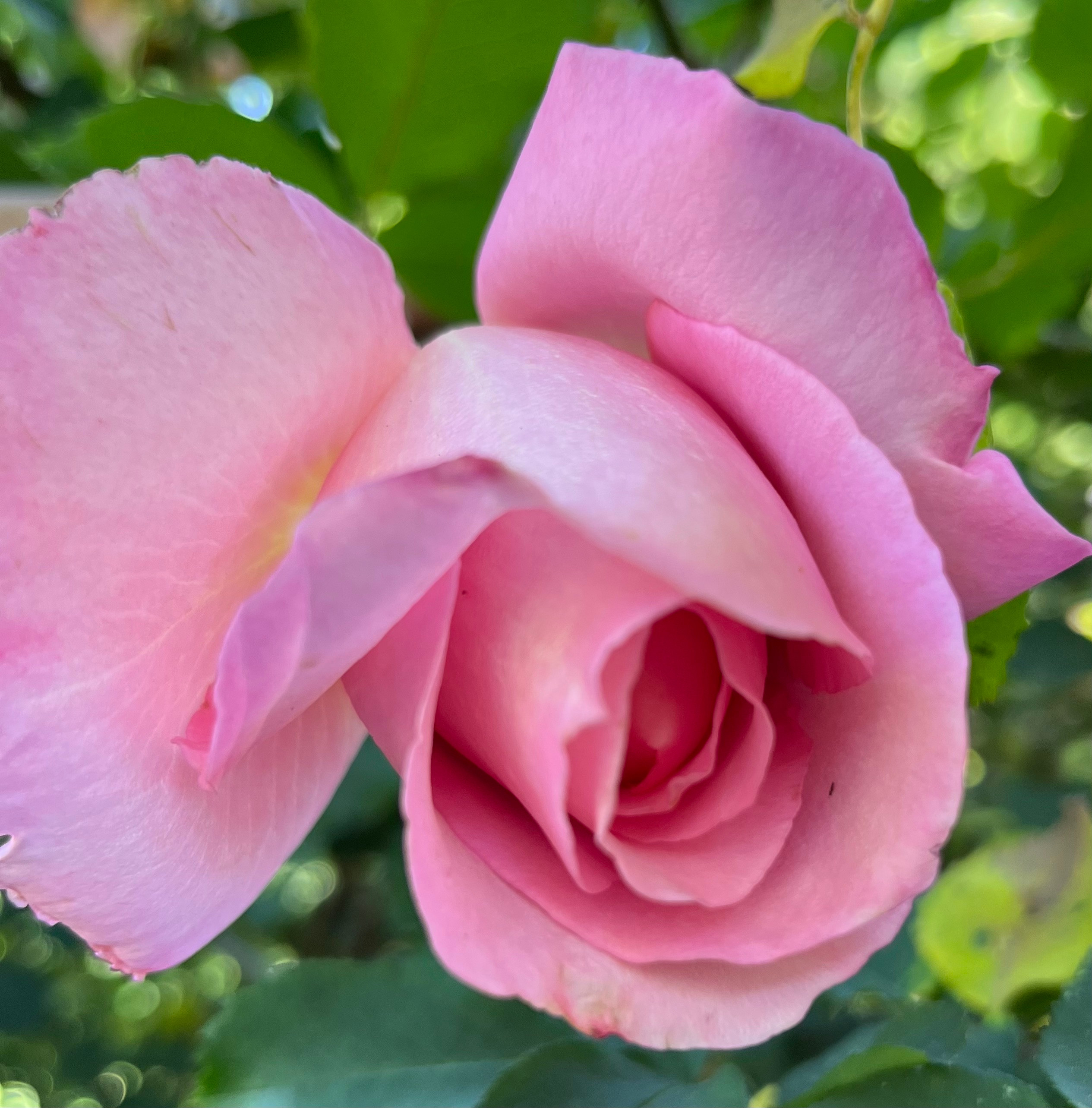 BOTANICAL ART, GROWTH STAGES OF THE ROSE | AAF