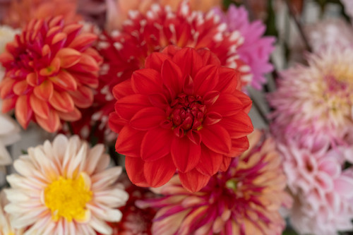 Dahlia Tubers | ShadyAF 3/4