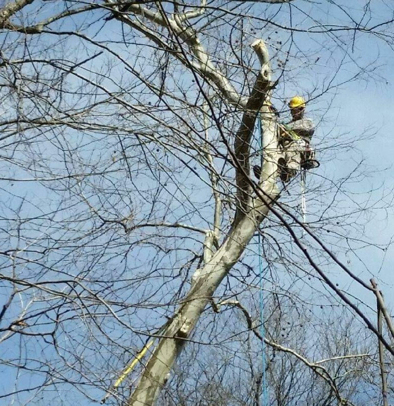 Tree estimates | All American Arbor Service Llc, | United States