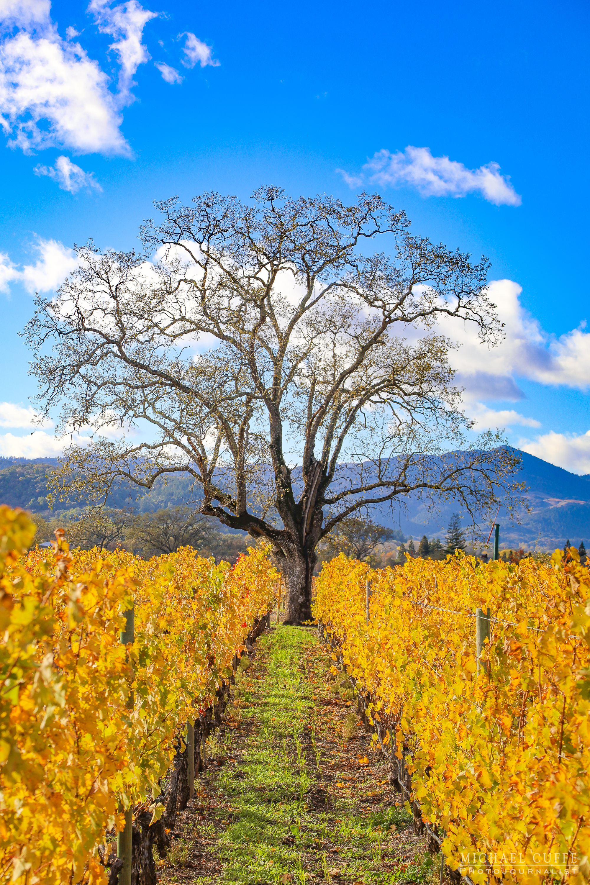 Photographer Portfolio | Michael Cuffe