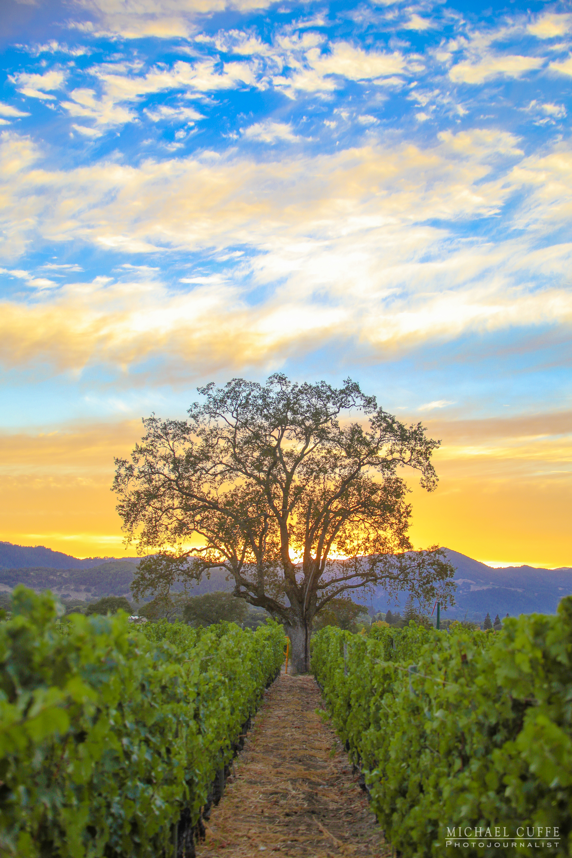 Photographer Portfolio | Michael Cuffe