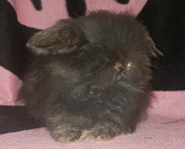 Photos | The North American Teddywidder Rabbit Club